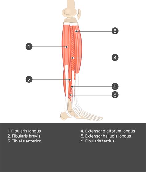 Fibularis Longus