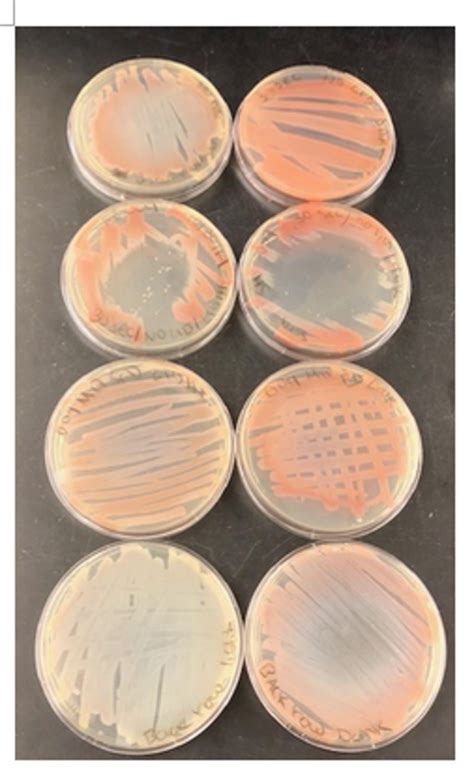Solved Exercise The Effect Of UV Radiation On Bacterial Chegg Com