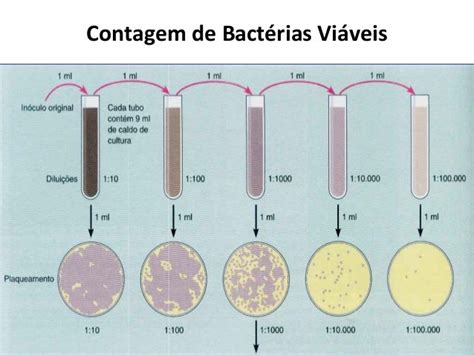 Crescimento Bacteriano