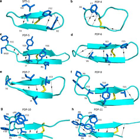 Structure Of Sunflower Trypsin Inhibitor 1 Sfti 1 A Crystal Download Scientific Diagram