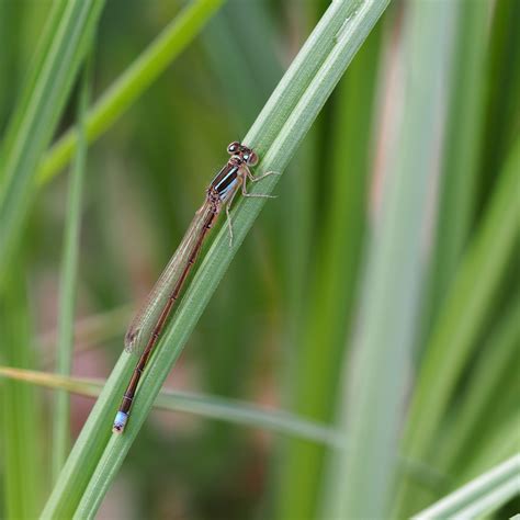 Immature