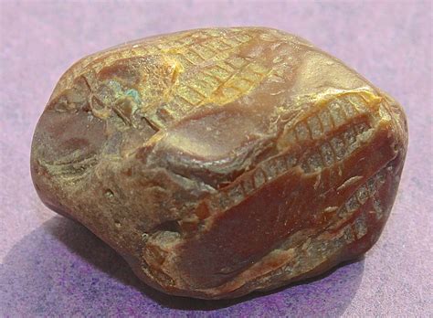 Help Id Fossil ID The Fossil Forum