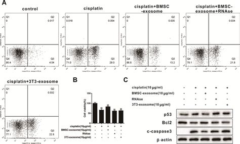 Protective Effect Of The Rna Carried By Bmsc Derived Exosomes On Download Scientific Diagram