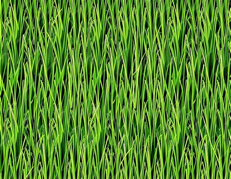 Elegant Green Grass Texture Seamless Background Repeating Pattern