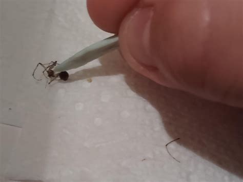 My Brother Found This Bug Crawling On His Neck Early Morning He