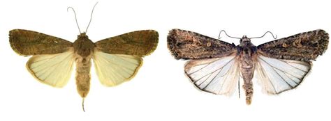Discover How To Identify And Control Spodoptera Litura Infestation