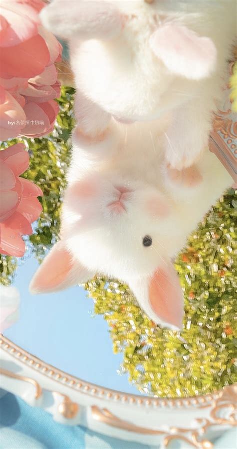兔 堆糖美图壁纸兴趣社区