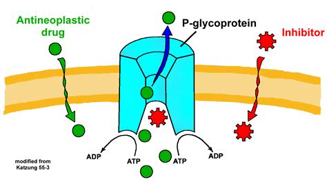 P Glycoproteins Multidrug Resistance Proteins
