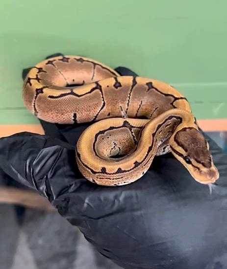 Pinstripe Name Hash Brown 50 Dh Clown Hypo Ball Python By Reptile