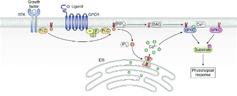 Diagrammatic Representation Of Pkc Mediated Signal Transduction Download Scientific Diagram