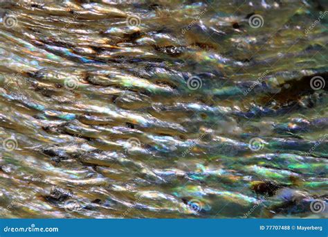 Abalone Shell Structure