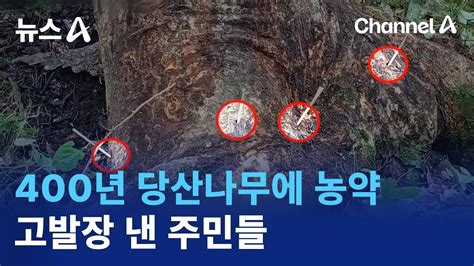 400년 당산나무 구멍 뚫고 농약…고발장 낸 주민들 뉴스a Youtube