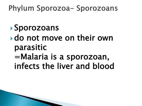 Ppt Kingdom Protista Powerpoint Presentation Free Download Id1899985