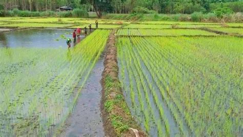 စုကလိမြို့တွင် Cerp အရ ဆင်းသုခ မျိုးစေ့ထုတ်စိုက်ခင်း စိုက်ပျိုးနေမှုအား