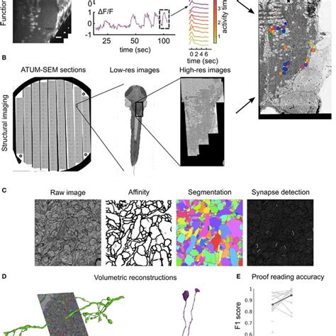 workflow for sbem based pipeline first two photon calcium imaging was