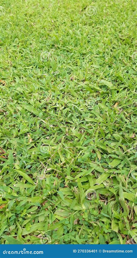 Green Grass Object Background Home Colour Natural Stock Image Image