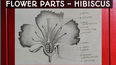 Diagram Of Hibiscusfloral Partsfloral Anatomy Of Hibiscus In Biology