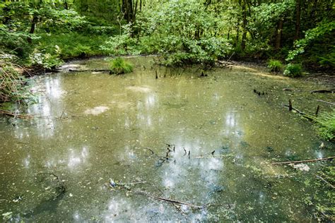 Sediment Build Up Terrapin Aquatics