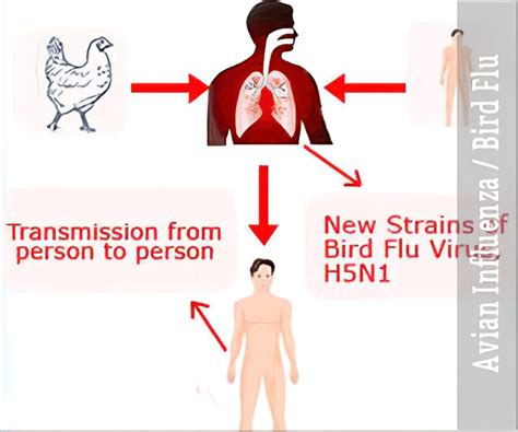 Avian Influenza Virus найдено 90 изображений