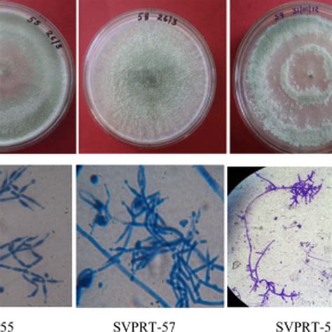 Morpho Molecular Characterization Of Native Trichoderma Spp Isolates And Their Biocontrol
