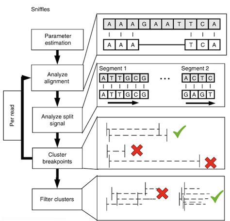 Structural Variation In Long Reads Nygc Sequence Informatics Workshop