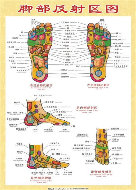 脚部穴位分布图