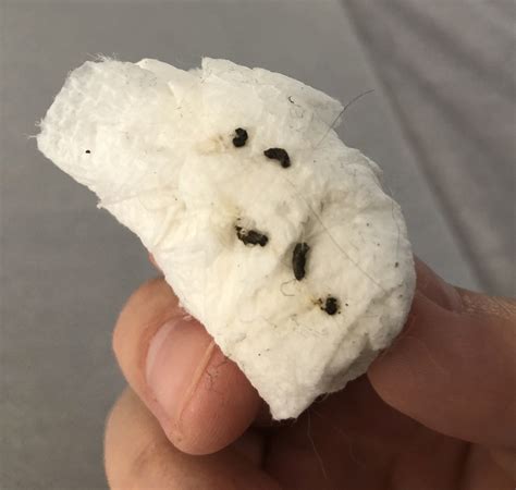 What Mice Droppings Look Like At Gertrude Murphy Blog