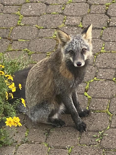 This Was The Very First Saveafox Fox Named Fiasco R Foxes