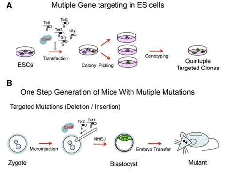 基因编辑是什么？基因敲入和基因敲除 知乎