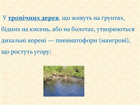 Покритонасінні рослини тканини та будова Види кореня Типи кореневих систем Видозміни кореня