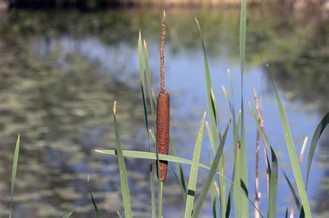 300 Free Cattails And Nature Images Pixabay