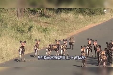 野猪被一群野狗拦住去路本以为是一场大战下一秒让人看不懂 去路 野猪 大战