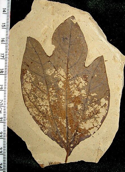 Sassafras Simple English Wikipedia The Free Encyclopedia
