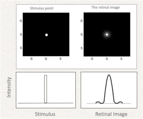 Spatial Acuity 1 Detection And Resolution Flashcards Quizlet