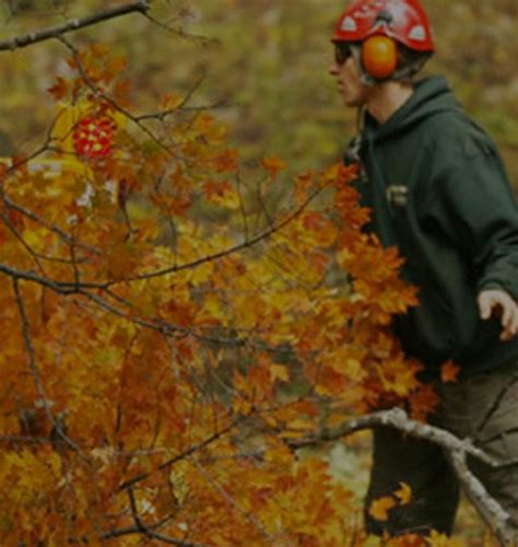 Arborist Melbourne Pro Cut Tree Removal Services