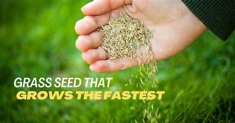 8 Grass Seed That Grows The Fastest In 2025