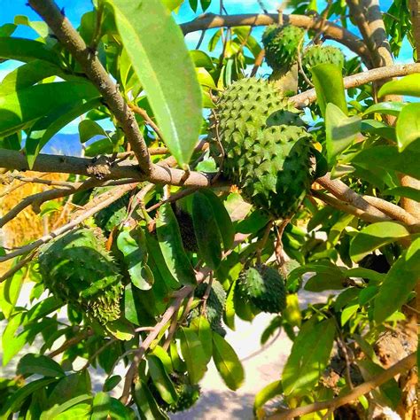 Soursop Fruit Tree In Telugu