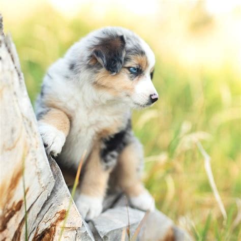 Australian Mountain Dogs Bernese Aussie Mix Guide — Stokeshire