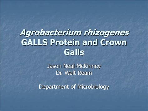 Ppt Agrobacterium Rhizogenes Galls Protein And Crown Galls Powerpoint