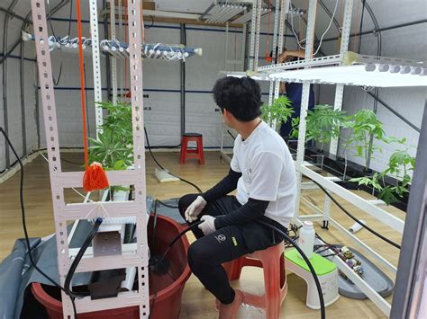 제약 및 연구용 식물 재배 시스템 대마