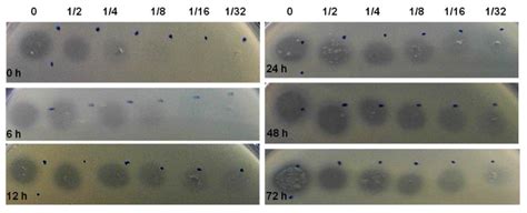 Bacteriocin Production By Escherichia Coli During Biofilm Development