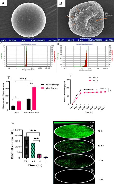 Characterization Of Cpg C274 Loaded Polymeric Nanoparticles Download Scientific Diagram