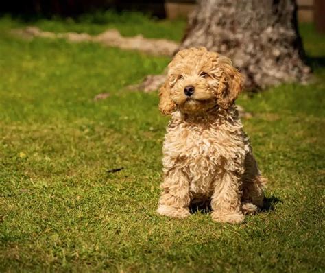 20 Small Fluffy Dogs Worth Swooning Over Your Dog Advisor