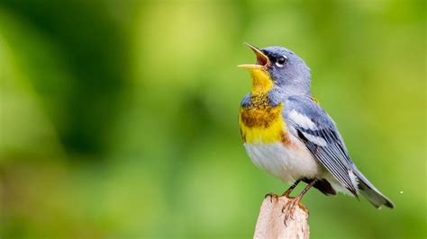 Spring Bird Migration Is Peaking Soon