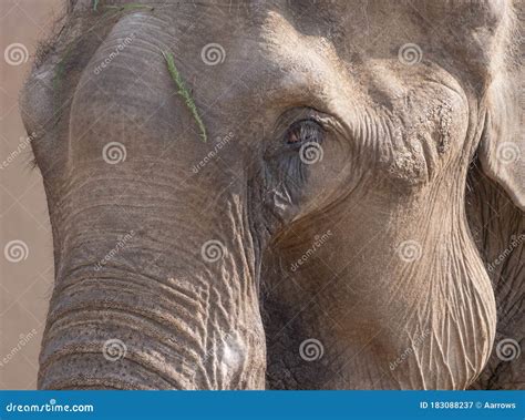 Portrait Of An Adult Indian Elephant With Tusks One Summer Day Stock