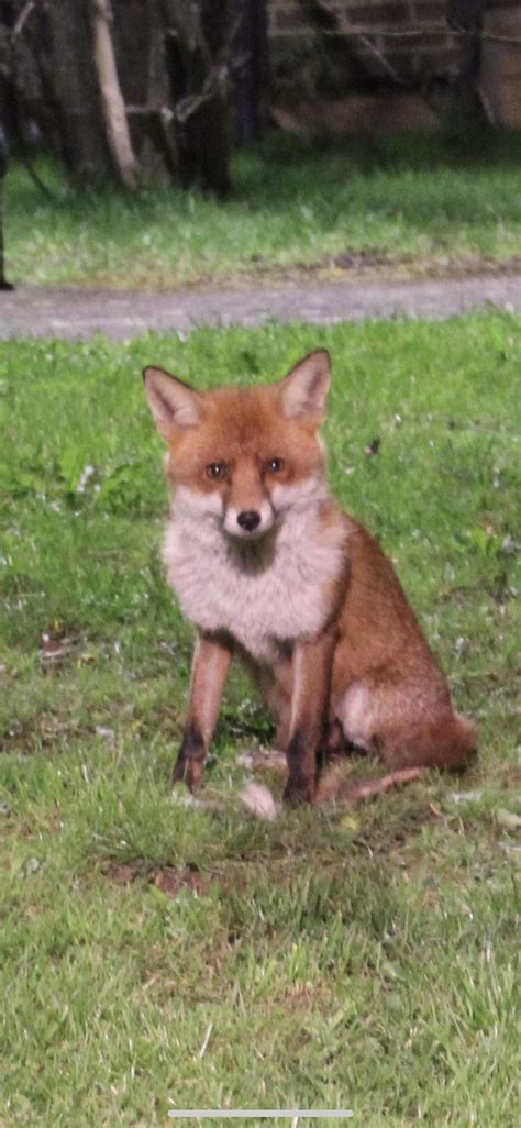 My Beautiful Basil Rfoxes