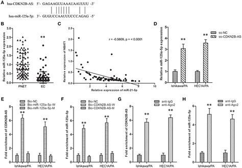 Cdkn2b As Silenced Specifically Mir 125a 5p Expression Of In Ec Cells