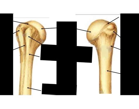 Humerus Upper End — Printable Worksheet