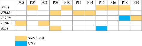 Somatic Mutations Detected In Plasma At Baseline Cnv Copy Number
