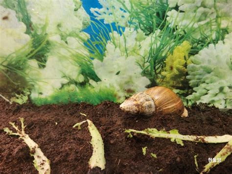 야생 명주 달팽이 키우기 수명 먹이 네이버 블로그